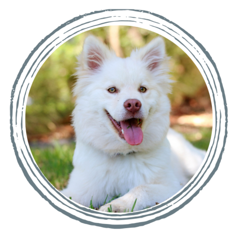 About Allen Veterinary Hospital | Vet In Fort Wayne IN 46819