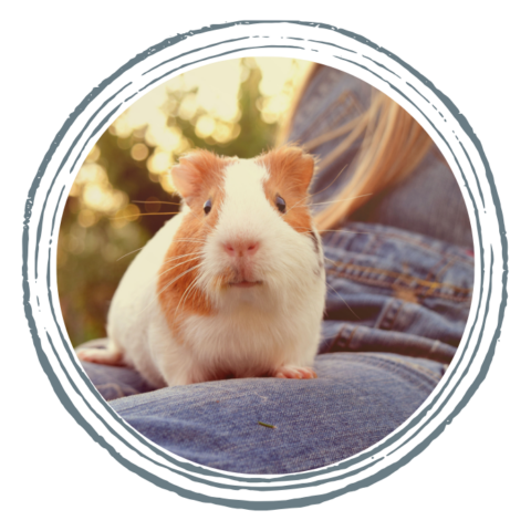 Fort Wayne, IN Veterinary Services | Allen Veterinary Hospital